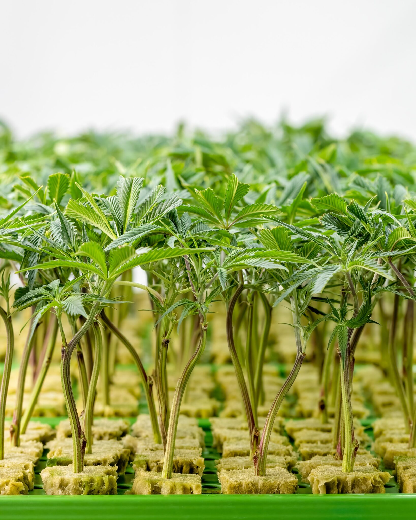 Cannabis Plant Biology: From Seed to Flower » Glacier Canna