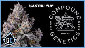 Gastro Pop: A Weed Strain That Michigan Loves » Glacier Canna